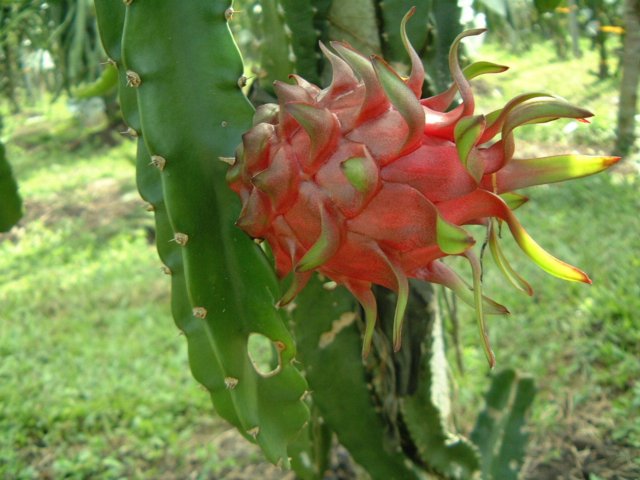 Cipactli Organización Ecológica y Sustentable : Pitaya roja (Hylocereus ...