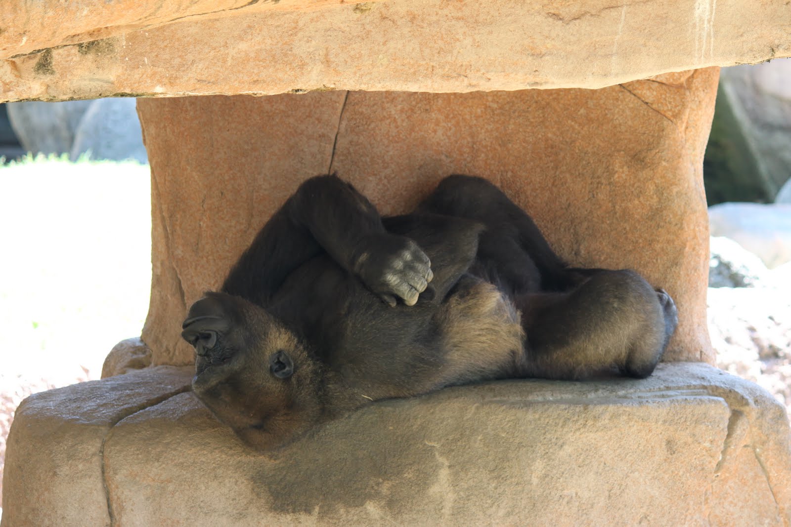 The Robertson Family: New Orleans Zoo