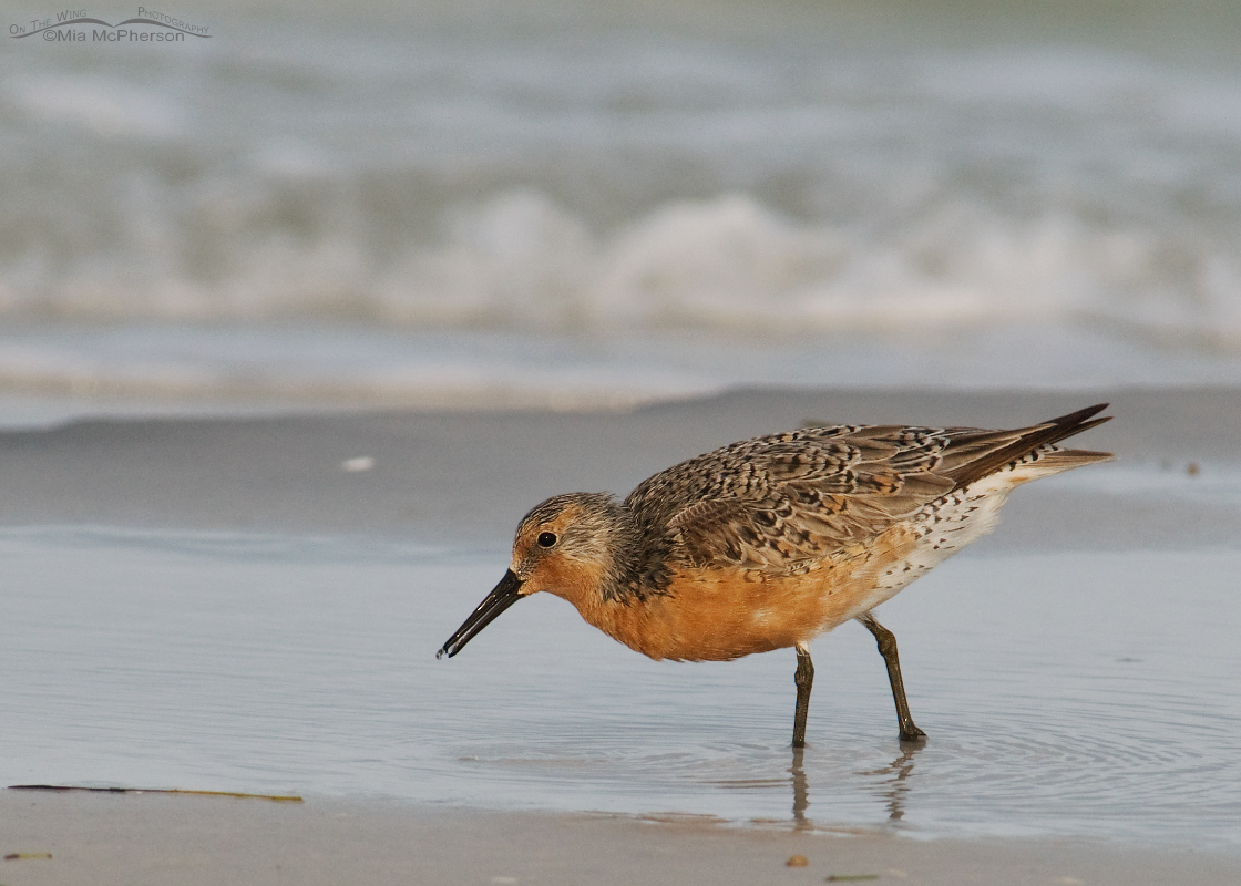 Birding Is Fun!: A few images of breeding and nonbreeding shorebirds