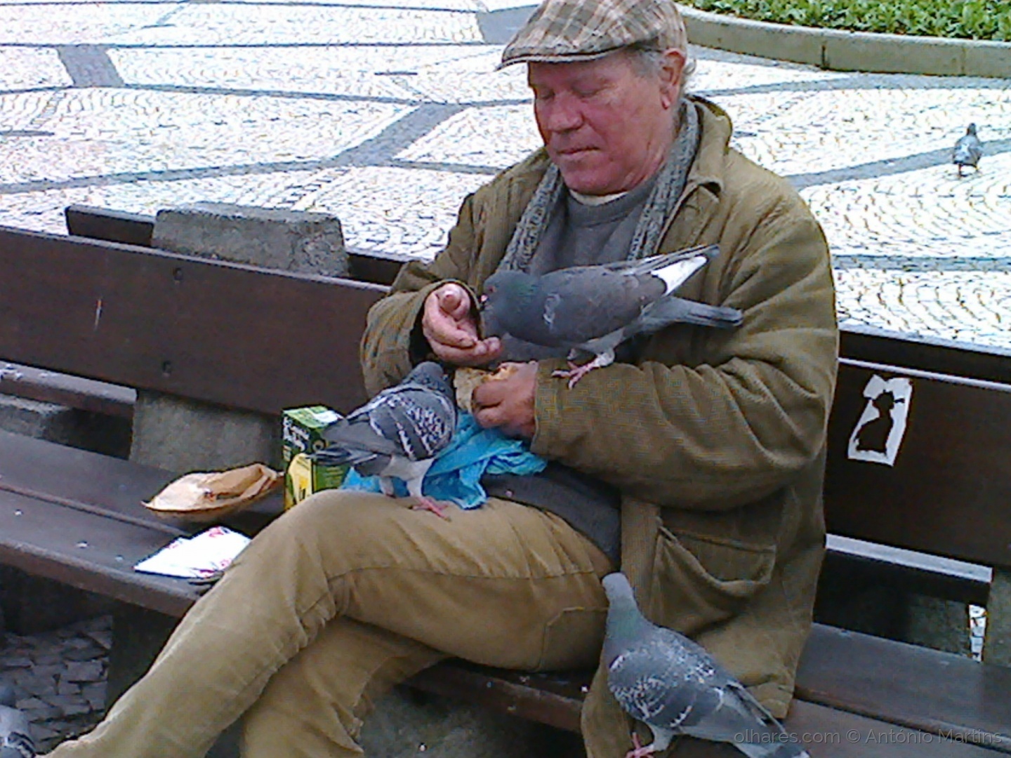 É mesmo proibido dar de comer aos pombo.... Sabem porquê?