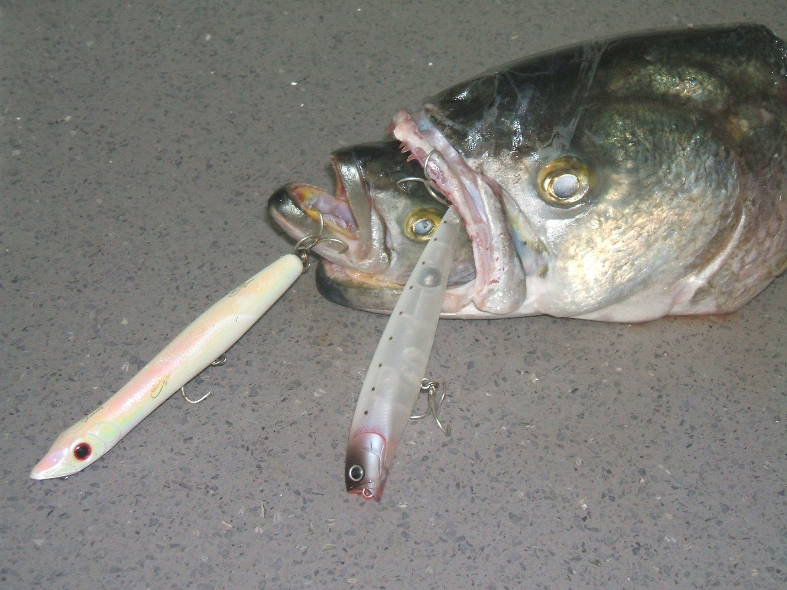 SALTWATER SPINNING IN ISRAEL: CRAZY FISH