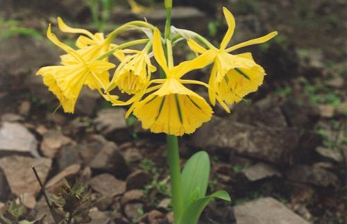 PLAAN : Flores Símbolo de Ciudades: Amancaes, Flor Símbolo de la Ciudad ...