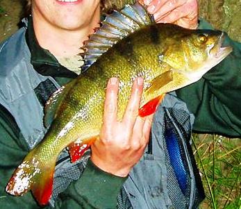 PescaePesca: Persico reale