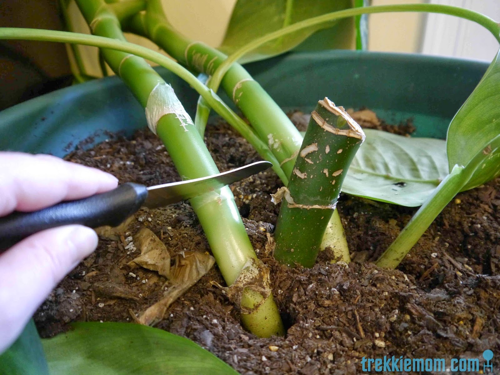 Trekkie Mom: Rooting Your House Plants
