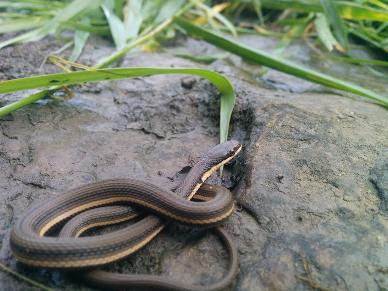 Herpedex: All the Herps I Have Seen In The Wild: Queen Snakes of ...