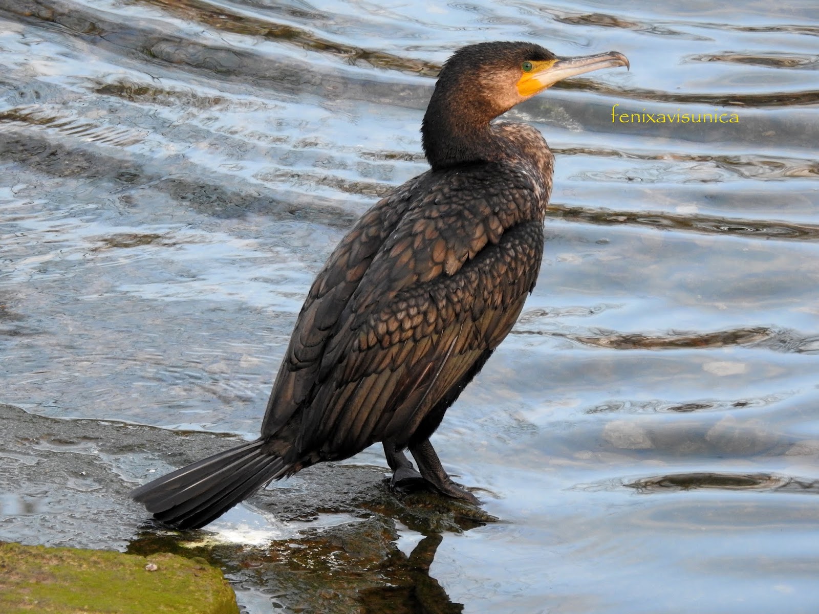 fenixavisunica .: Cormoranes grandes