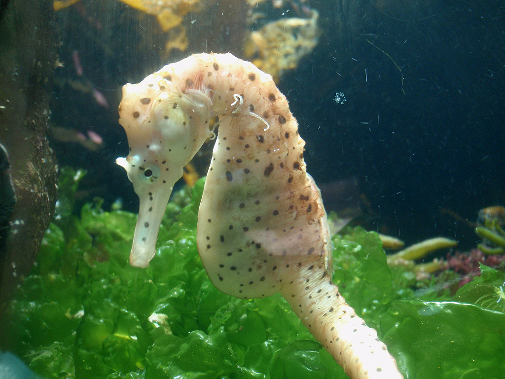 AQUATICHYK: BIG-BELLY SEAHORSE / Hippocampus abdominalis