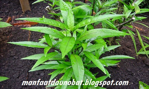 Manfaat Khasiat Tanaman Gandarusa Untuk Kesehatan Tubuh | Cara ...