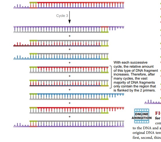 Principe , Technique et Application de la PCR | BioEduc