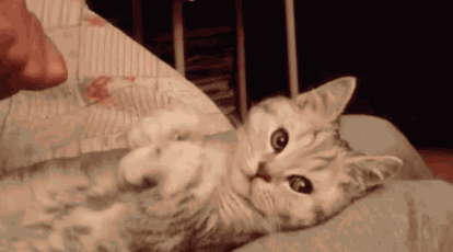 Funny cats - part 86 (40 pics + 10 gifs) | Amazing Creatures