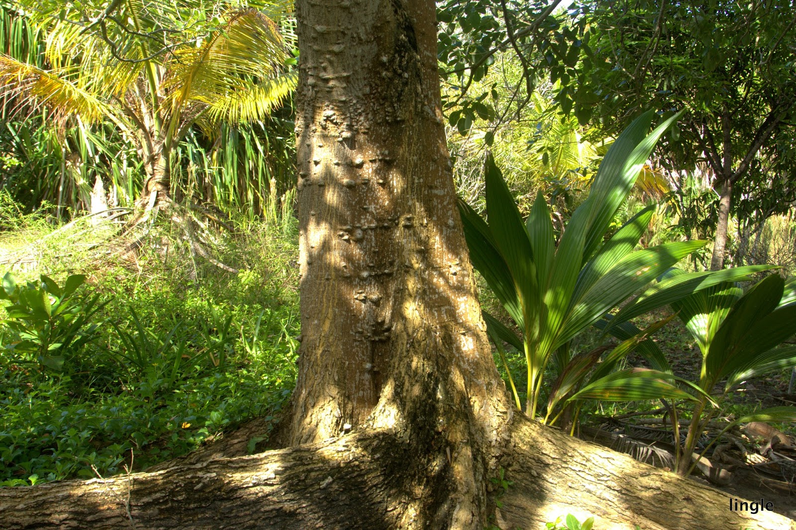 South Englishtown Gazette: Plant Rescue