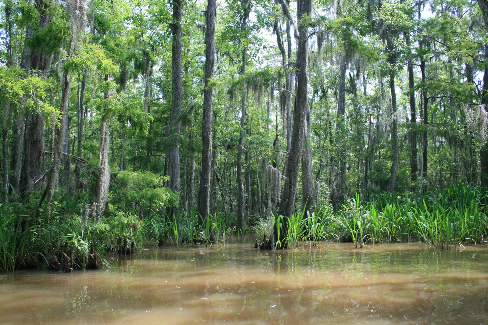 Fishing In Honey Island Swamp - fishing in the great dismal swamp