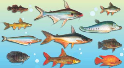 Mares fauna peces abundancia de vida: PECES (TELEÓSTEOS)