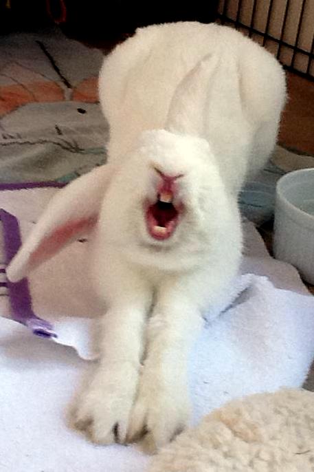 Rabbit Ramblings: The Yawn, by Ivanhoe