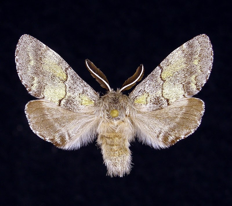 Field Biology in Southeastern Ohio: Prominent Moths of Ohio