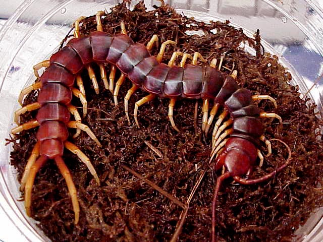 Ciempiés gigante (Scolopendra gigantea) ~ Naturaleza Insólita