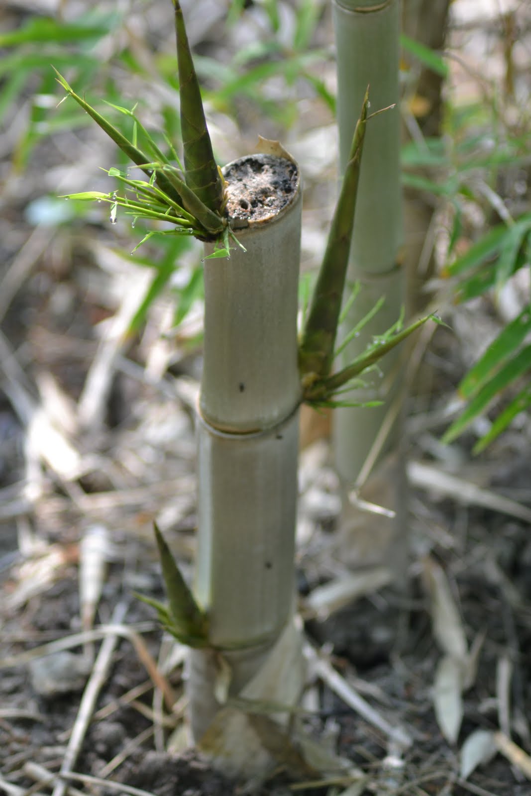 BULUH REBUNG MADU: HASIL BERBALOI-BALOI