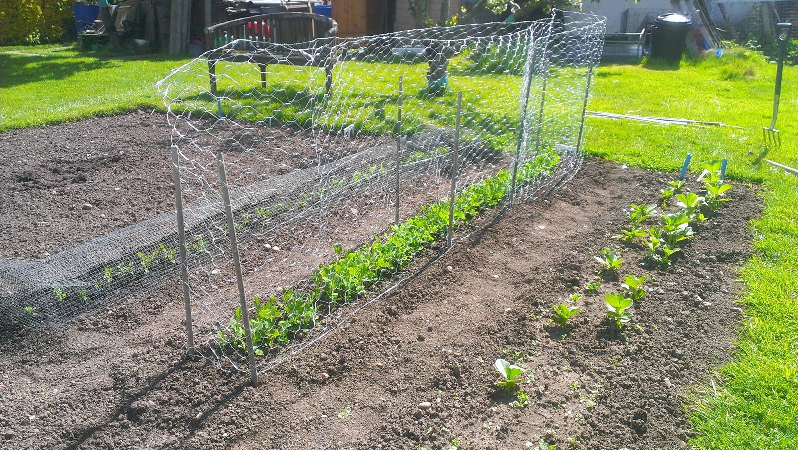 Allotment Blog: Pea Netting Installed