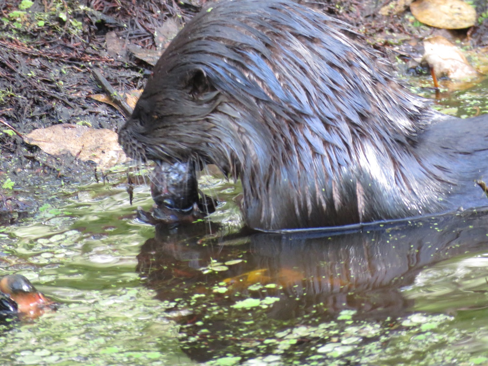 Bird & Travel Photos, Birding Sites, Bird Information: OTTER EATING A ...