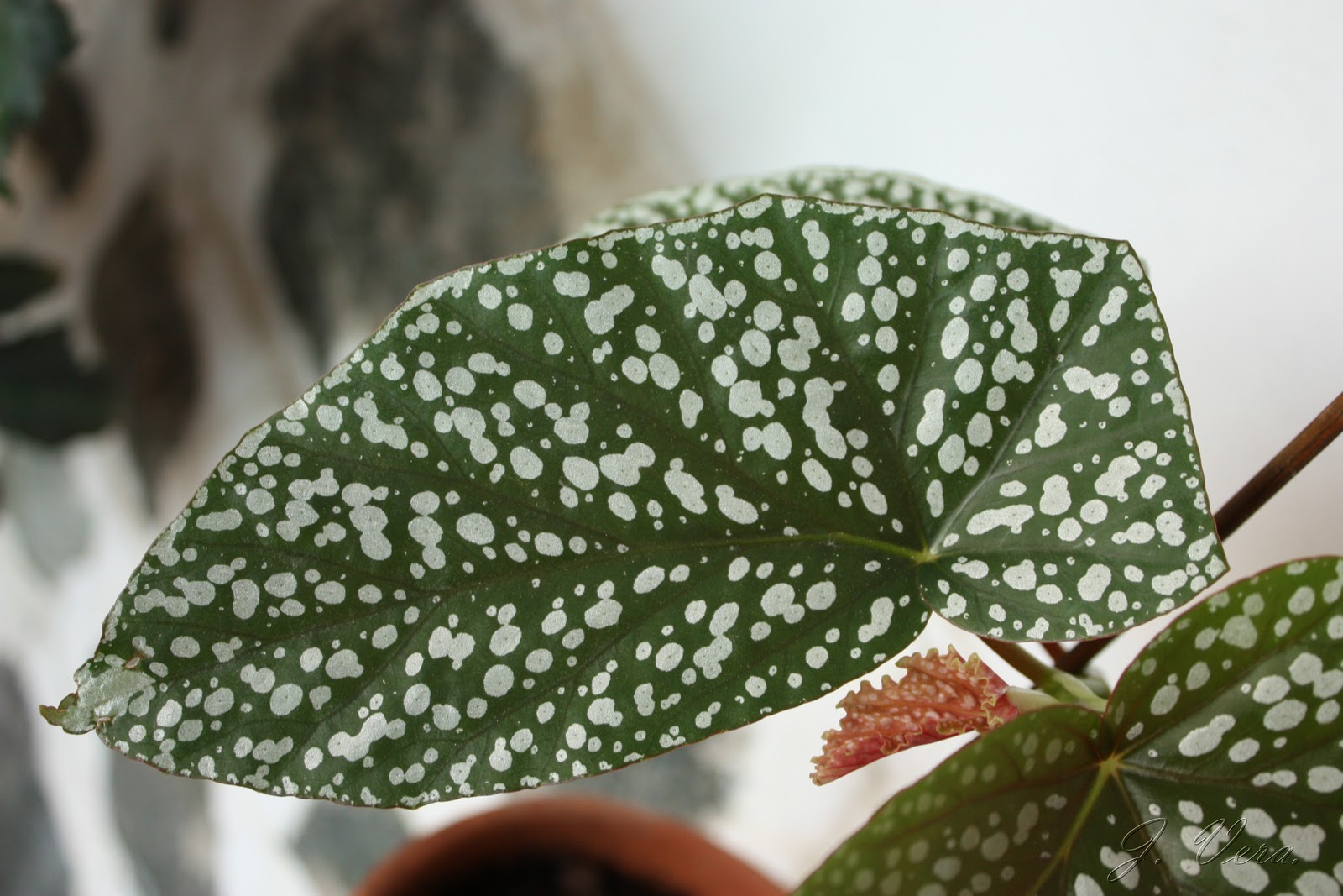 Un jardín en Málaga: Begonia Snowcap