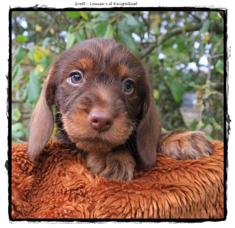 Teckel kennel v.d. Kwispellust: De drieling 8 weken