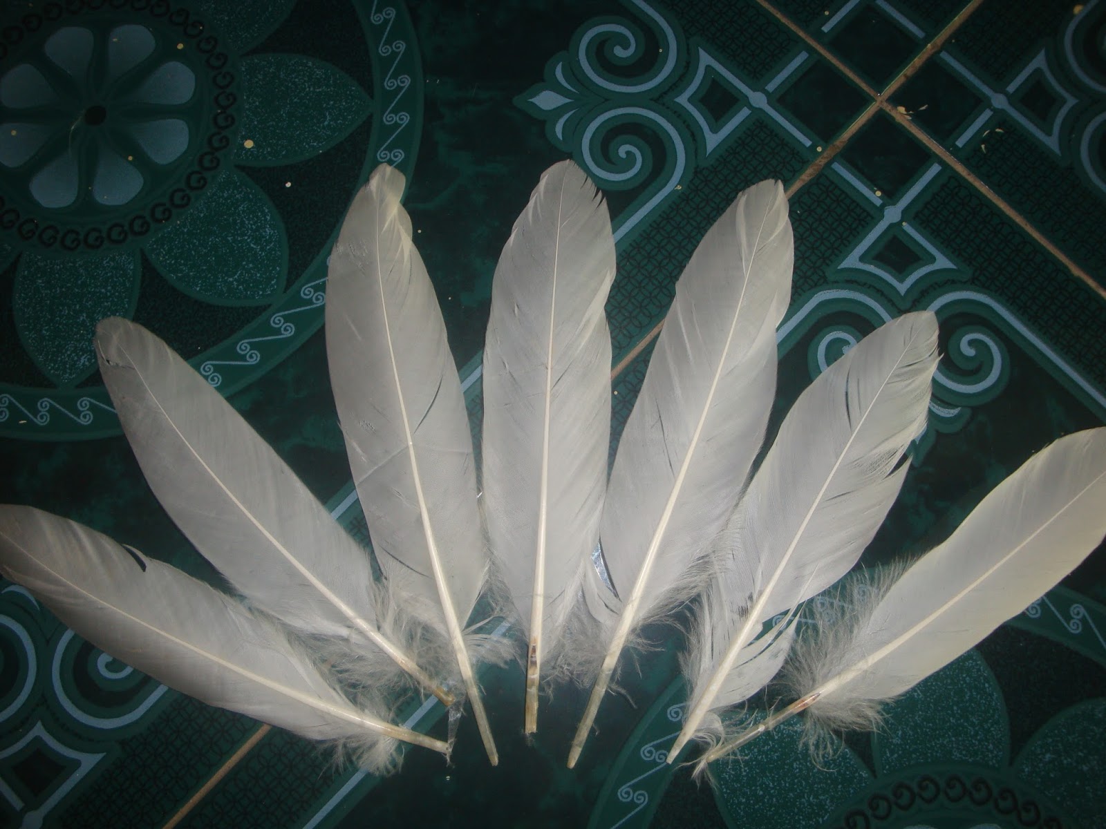 085647536205, NEW Produk Bulu Angsa untuk aksesoris | Jual Bulu Untuk ...