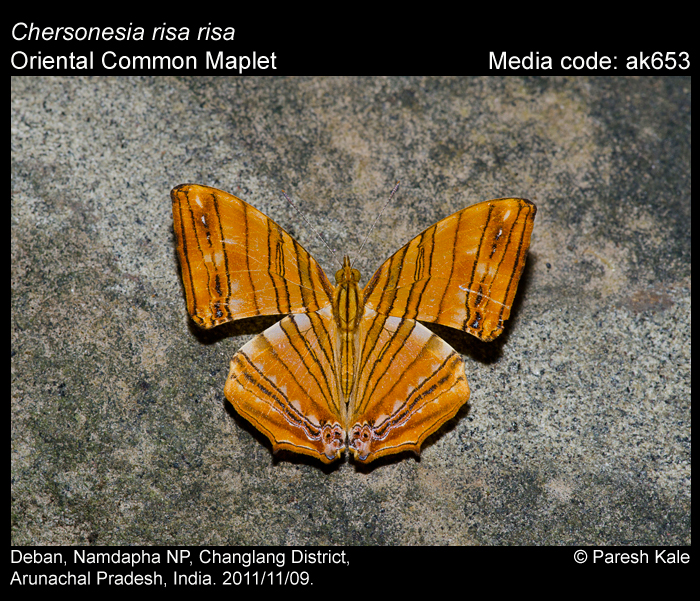 Nature @ IIT Bombay: Angles for butterfly photography