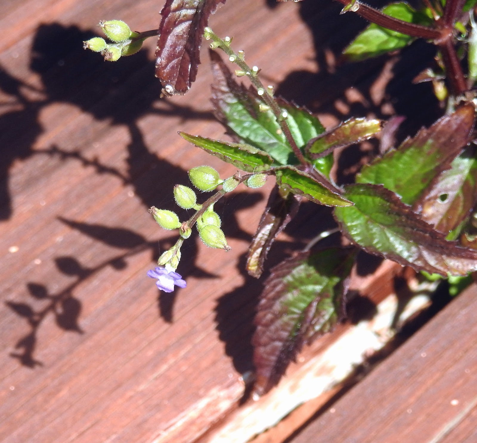Hiking Curaçao - Flora and Fauna: Petite - perseverance