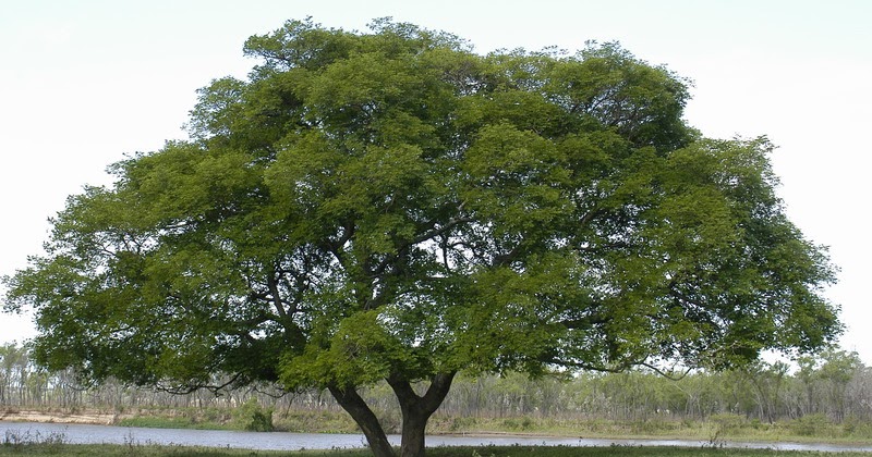 La Leyenda del Timbó - Region Litoral