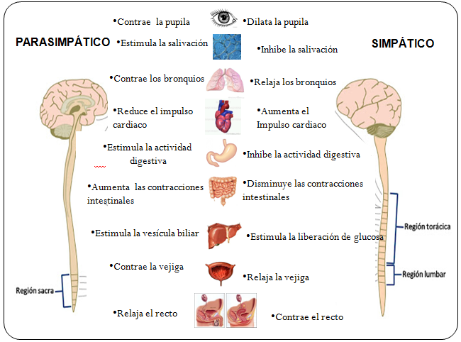 Biologia 1º bachiller; Coordinación y locomoción.