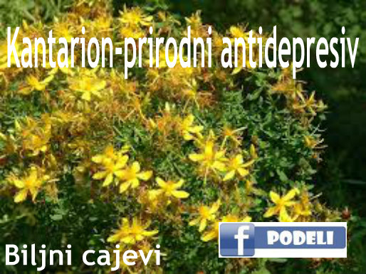 Biljni Cajevi(lekovito bilje,cajne mesavine): Kantarion-prirodni ...