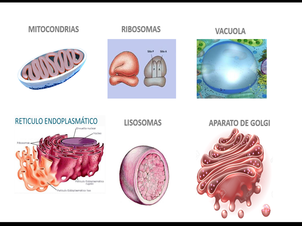 Células animales y vegetales