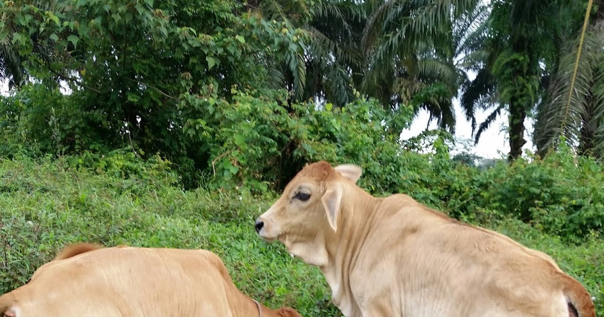 Warisan Petani: Ternakan Lembu 8