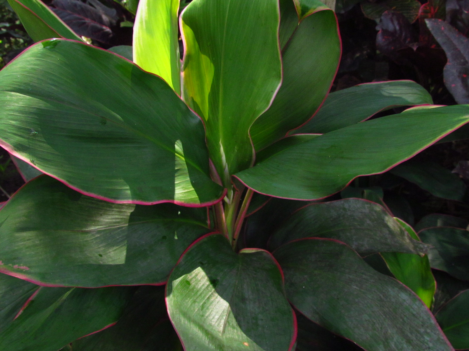 1784: The Ti Plant Has Fruits!