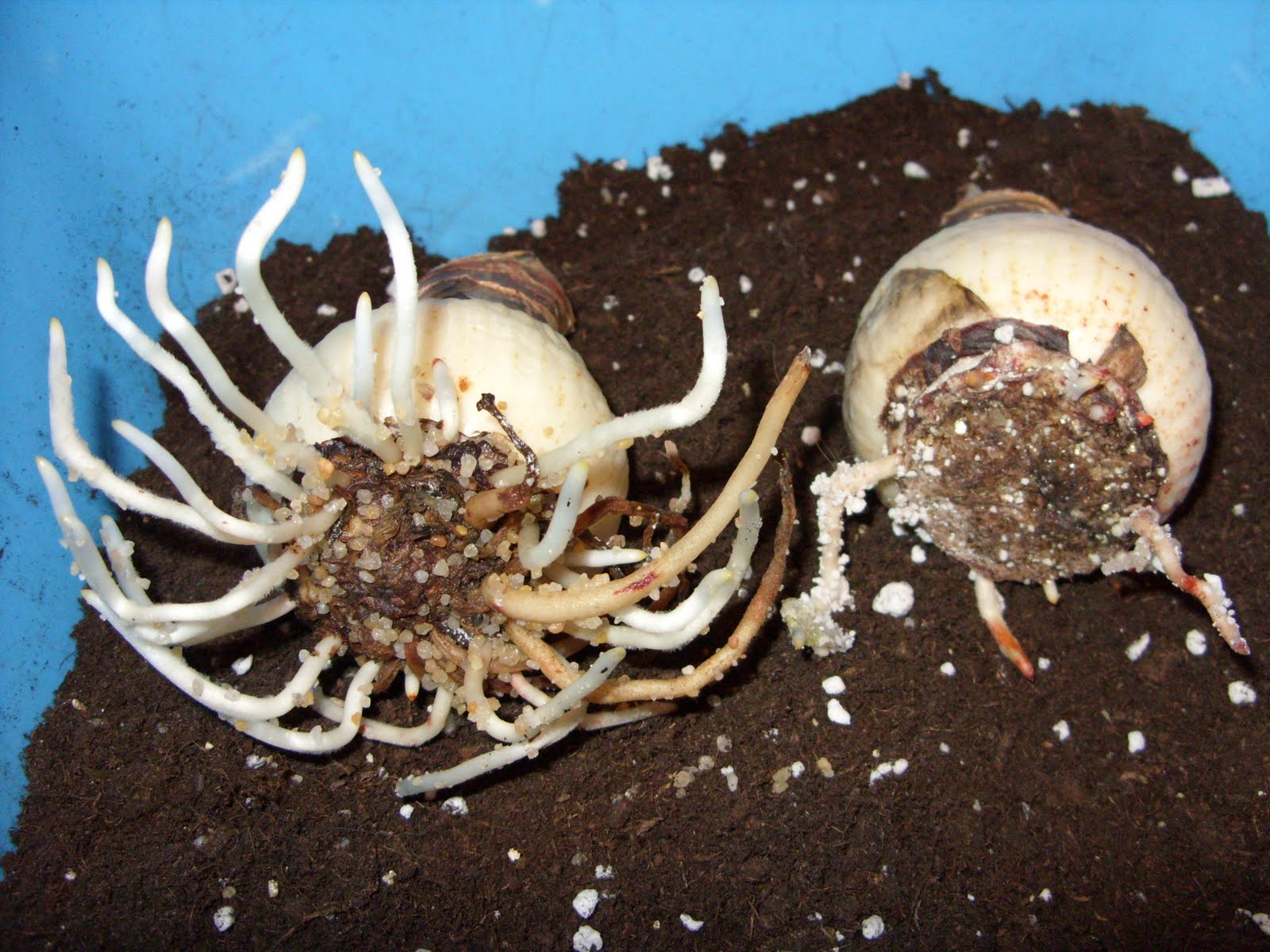 Hippeastrum. Cera una volta un bulbo: Il Faro