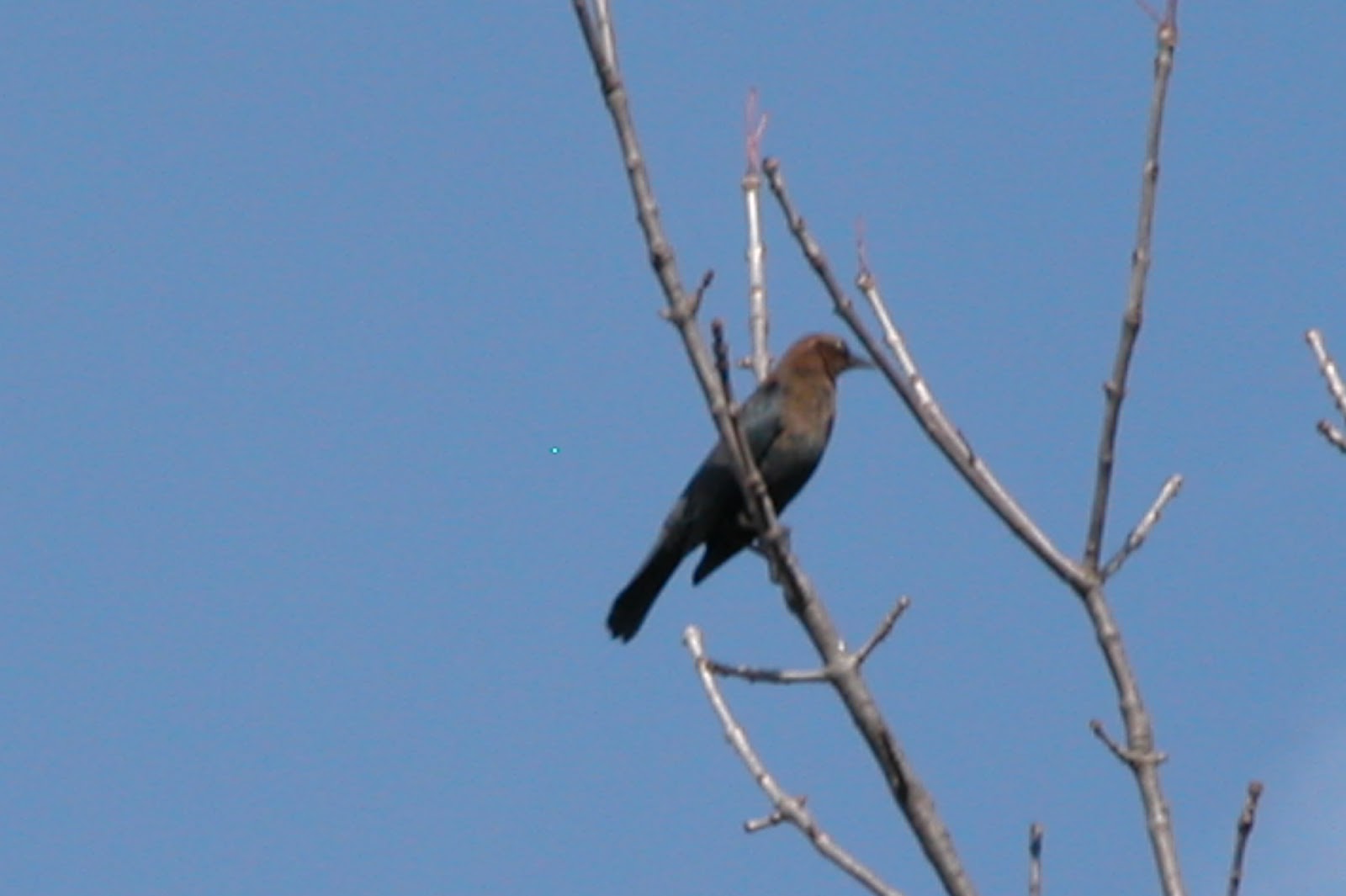 Calamus Swamp Biodiversity