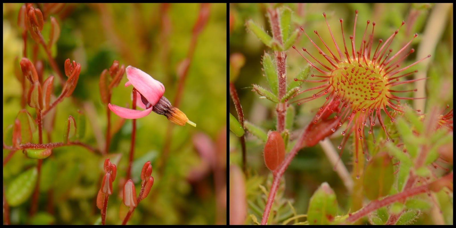 Bird and Bug Diaries...: Chartley Moss NNR