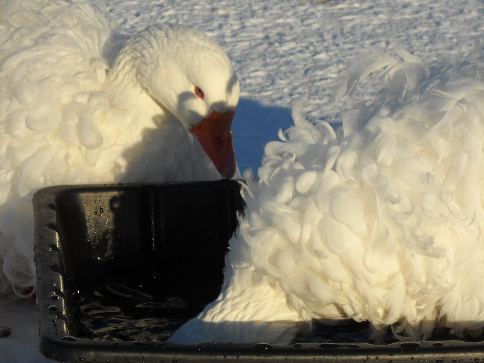 Breed Savers: Sebastopol Geese - The Goose With a Curly "Perm"