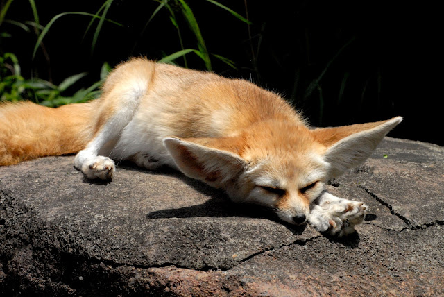 Fennec fox | The Life of Animals