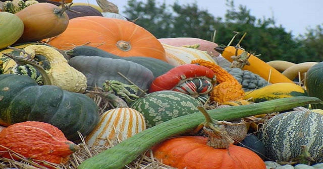 Un guide essentiel pour apprêter les courges avec originalité ~ Sport ...