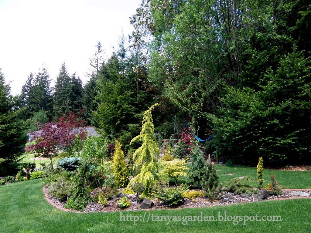 MySecretGarden: Garden of the Conifer Collector. Part 1