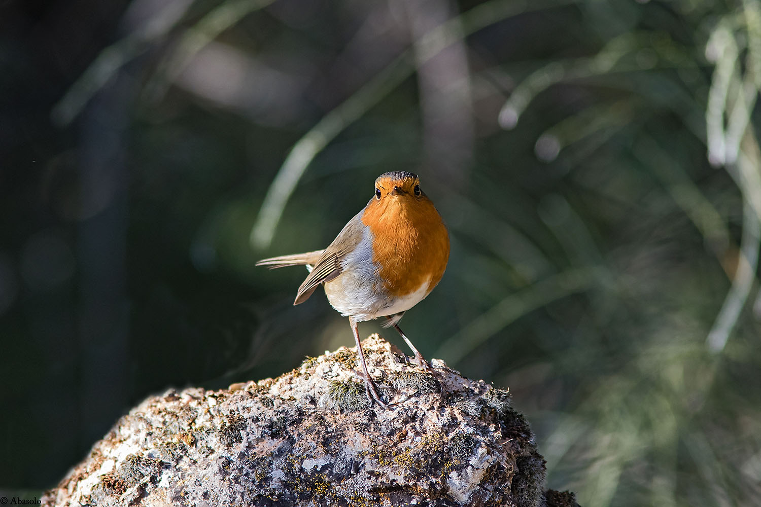 FOTOGRAFÍAS DE NATURALEZA: Robin, Petirrojo, Erithacus rubecula
