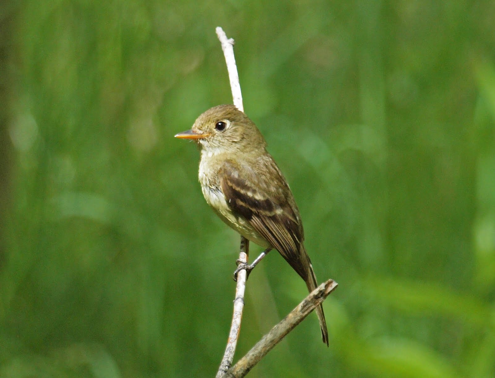 Birding Is Fun!: Cordilleran Flycatcher