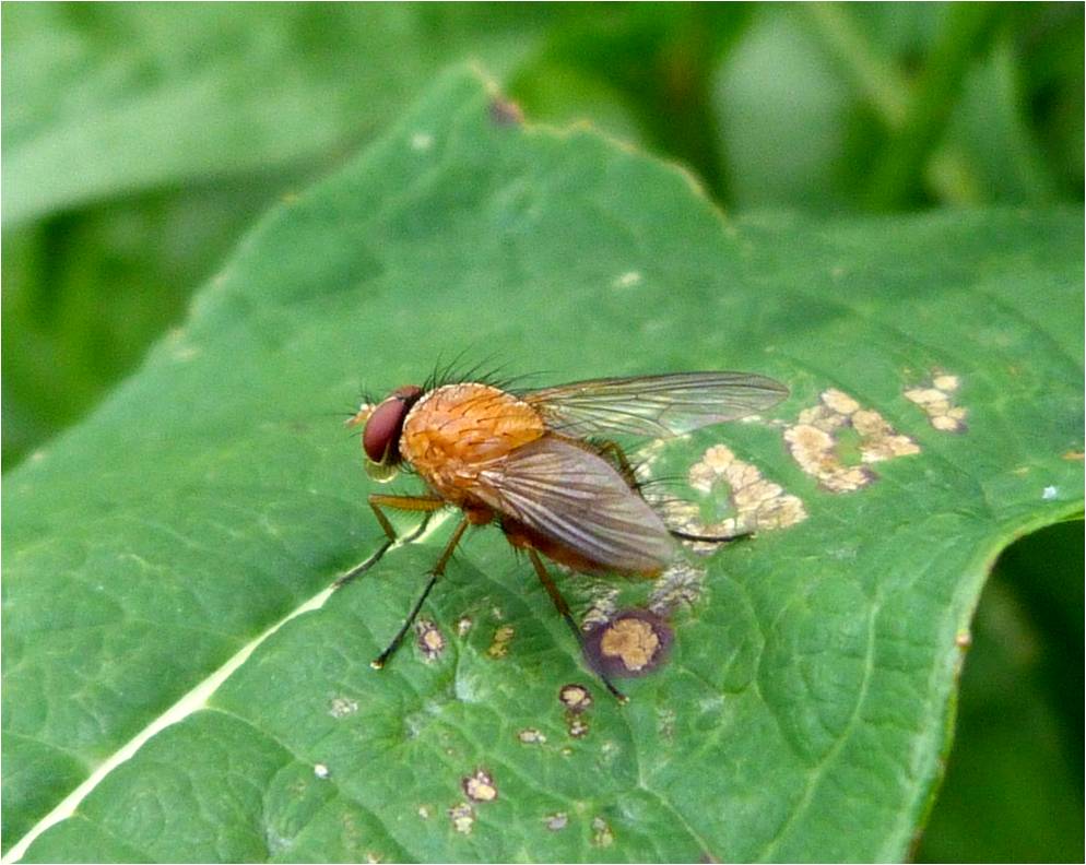Insects of Scotland: Other Flies/Picture-wing Flies