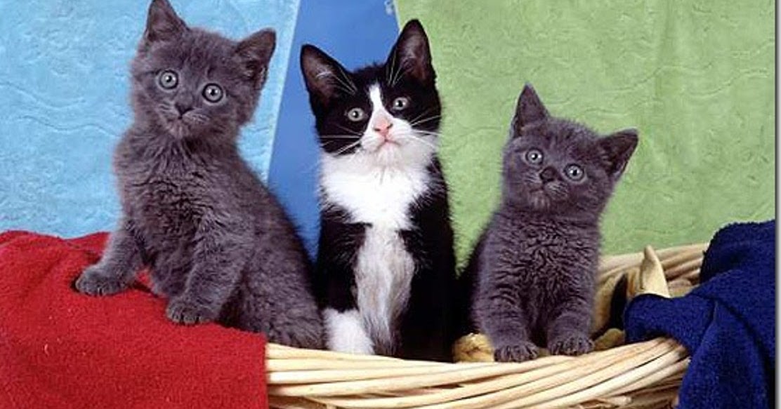 Foto Kucing lucu Gambar Kualitas HD Download Foto Fb HD - Gambar Lucu ...