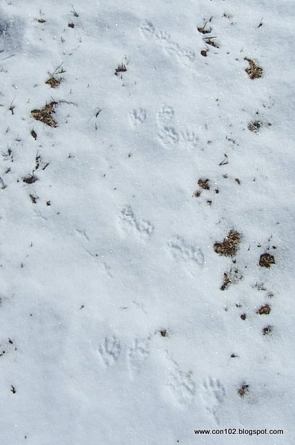 Backyard Beasts: Raccoon tracks and trails