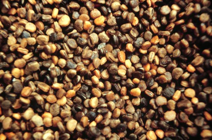 Our Tiny Farm in Western NC: Wild-simulated ginseng: sowing your seeds ...