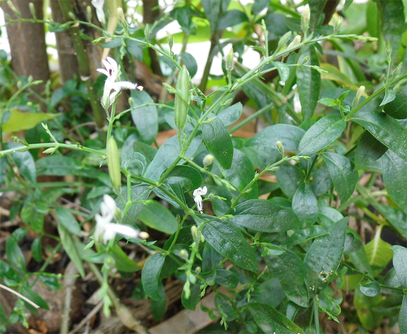 Sambiloto (Andrographis paniculata)