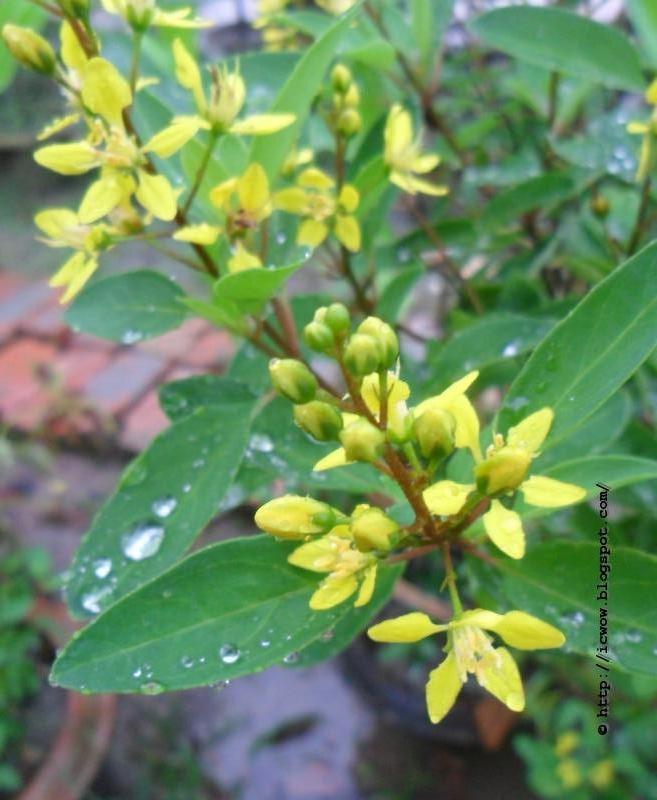 Rain of Gold - Galphimia glauca