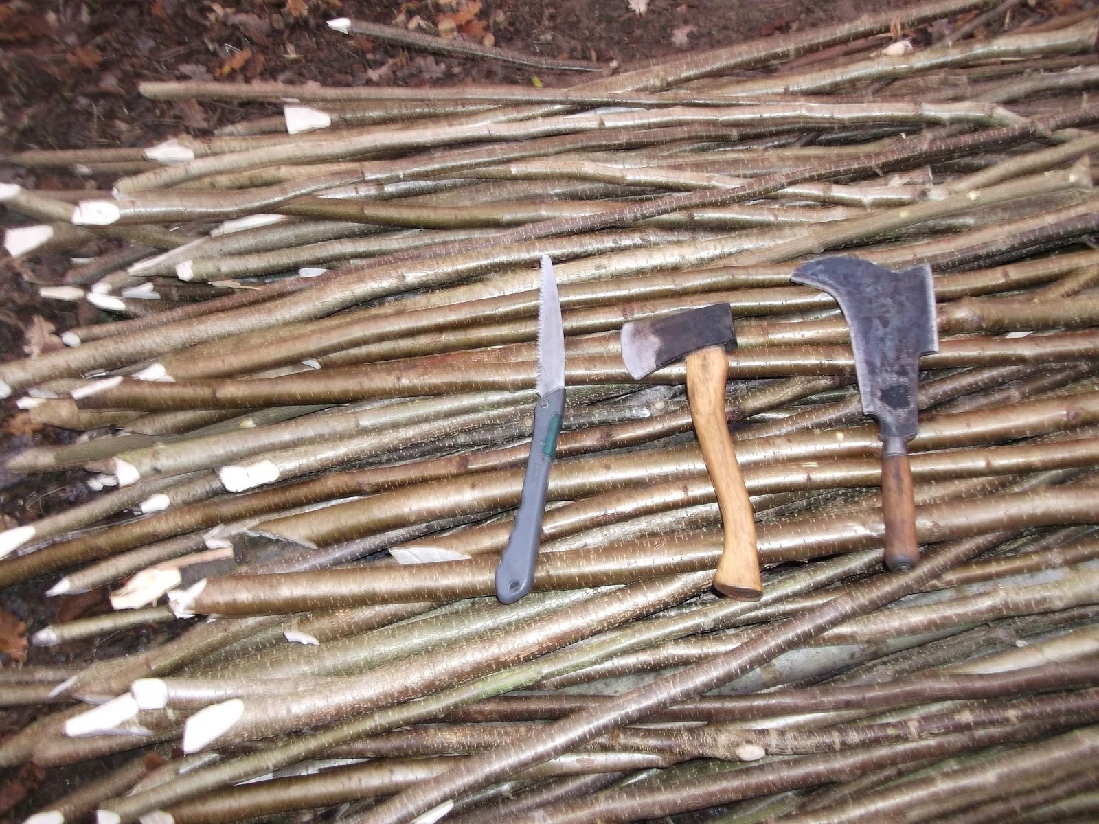 Wirral Wildlife Blog: Nature’s Amazing Bounty